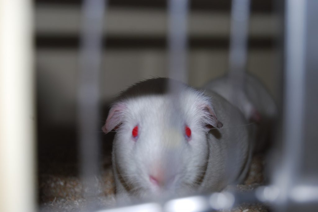 LA EXPERIMENTACIÓN ANIMAL: POR UNA CIENCIA MÁS ÉTICA Y EFICAZ - Unión ...