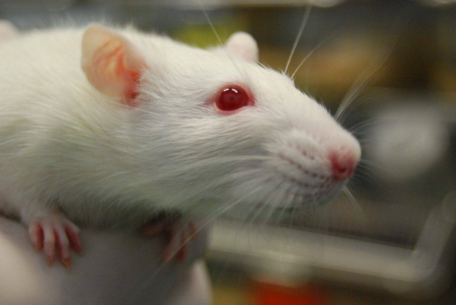 LA EXPERIMENTACIÓN ANIMAL: POR UNA CIENCIA MÁS ÉTICA Y EFICAZ - Unión ...